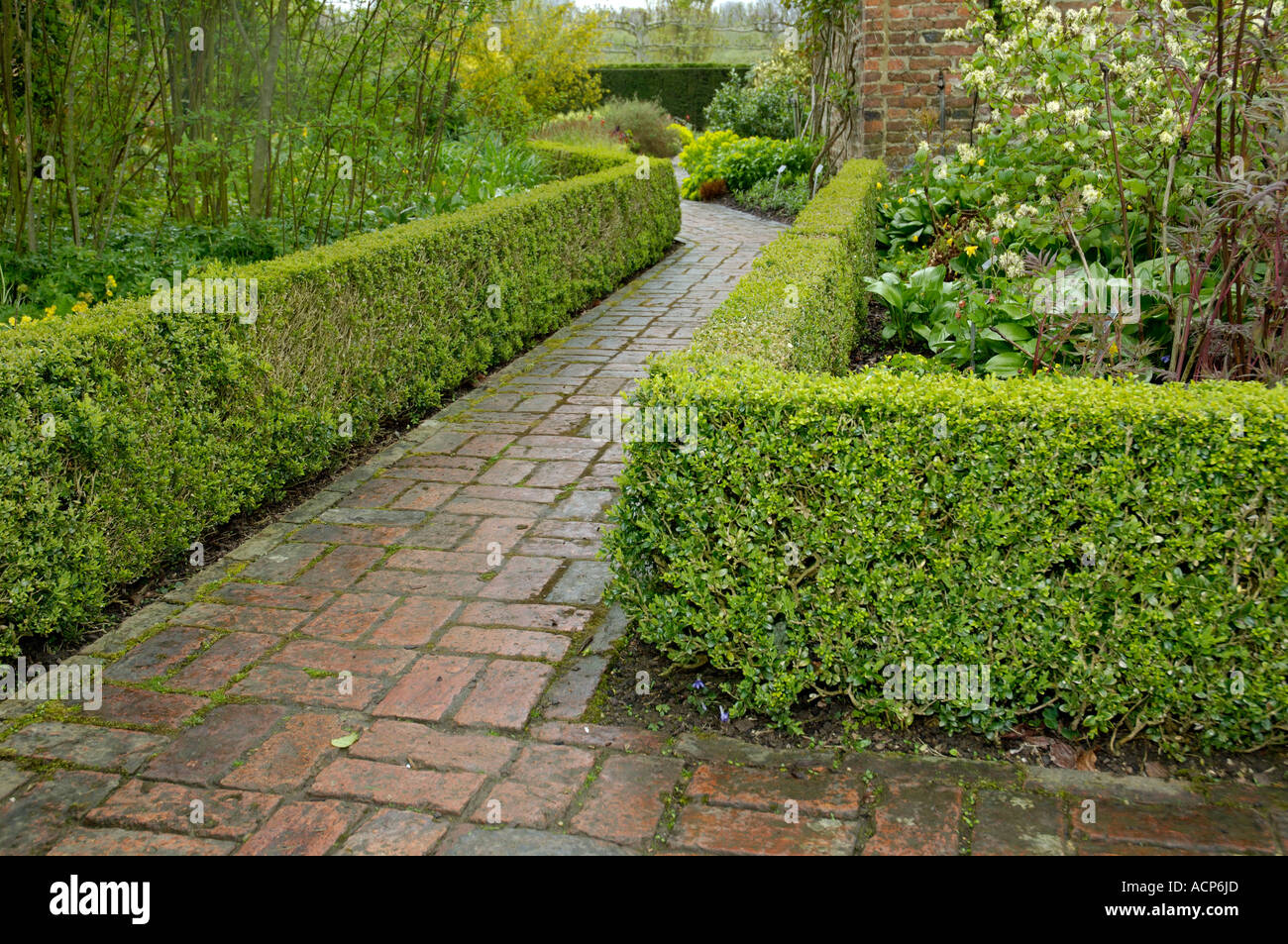 Boxwood hedge shrubs hi-res stock photography and images - Alamy