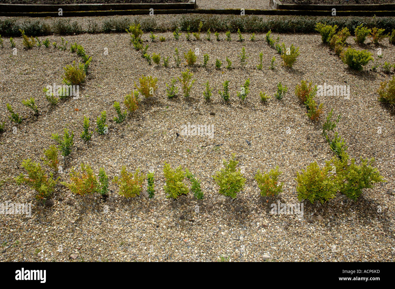 Newly planted boxwood hi-res stock photography and images - Alamy