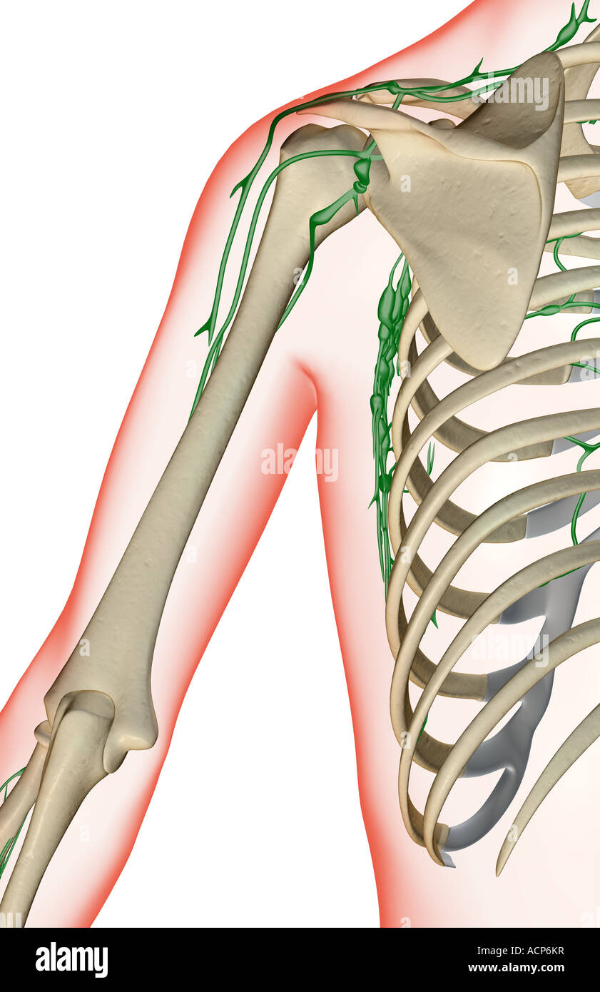 The lymph supply of the shoulder Stock Photo - Alamy