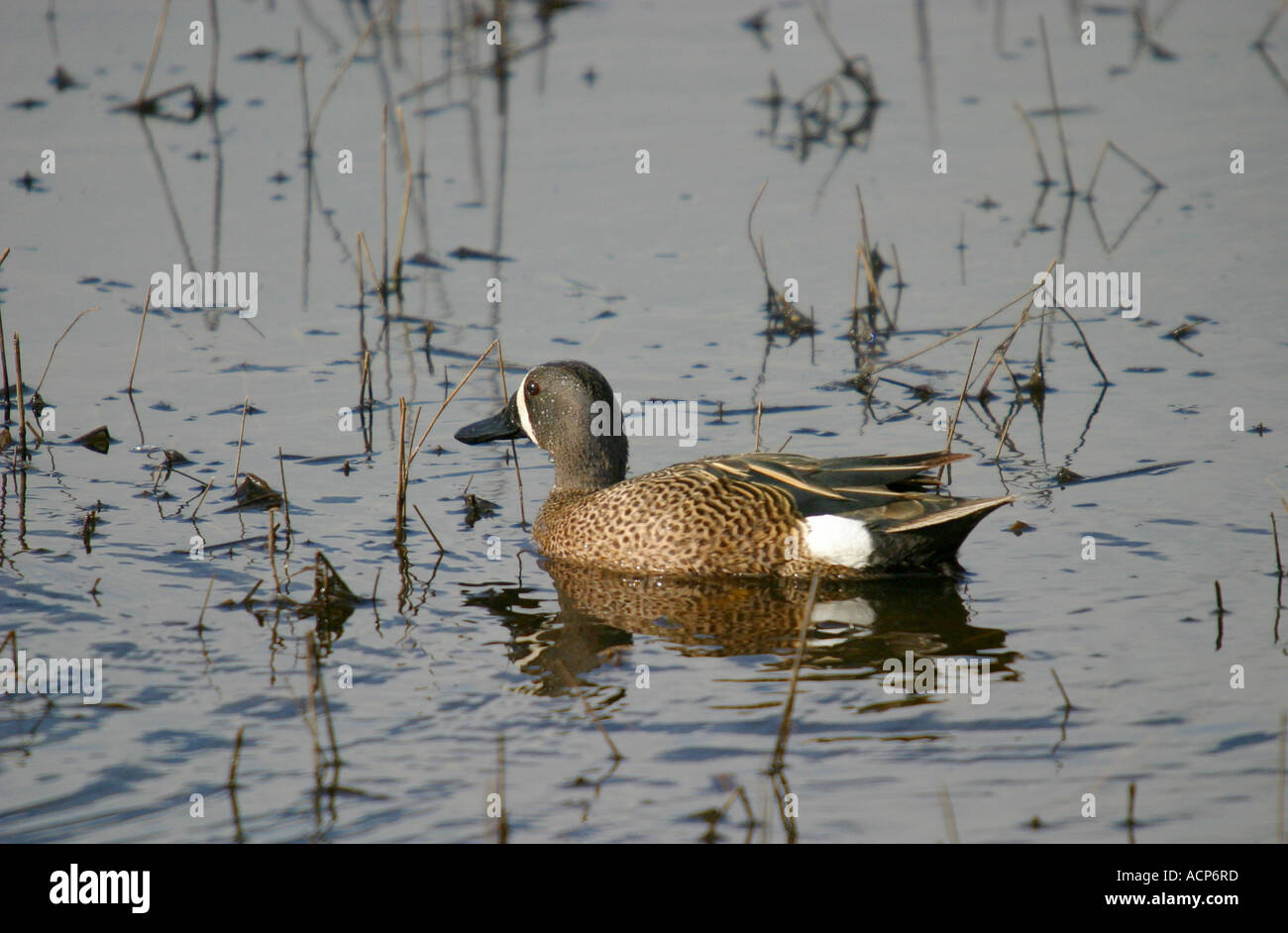 Birds of North America, blue winged teal, anas discors Stock Photo - Alamy
