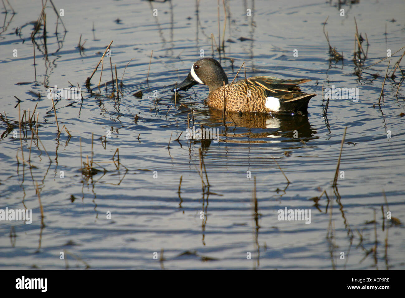 Birds of North America, blue winged teal, anas discors Stock Photo - Alamy