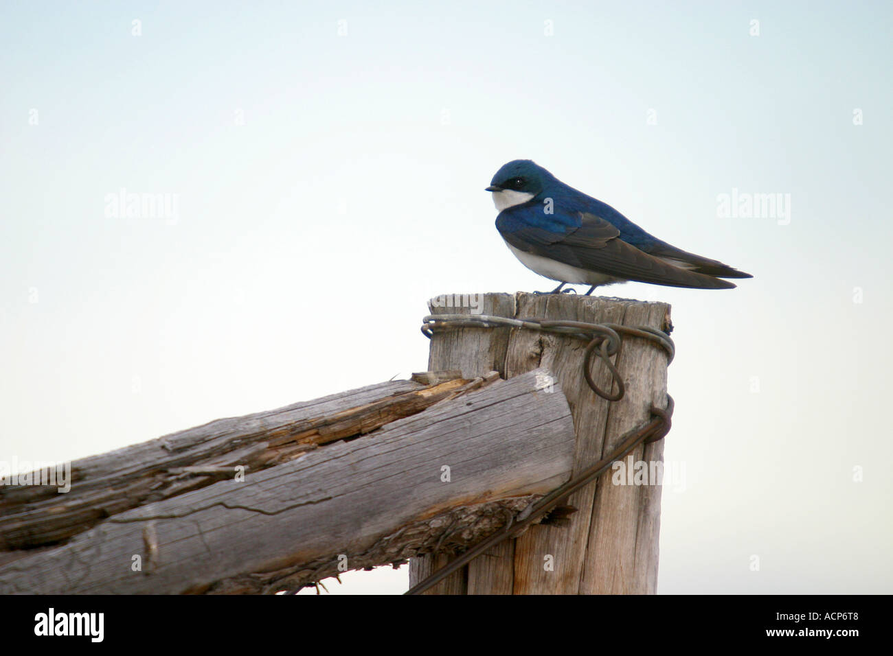 Birds of North America, tree swallow, tachycineta bicolor Stock Photo ...