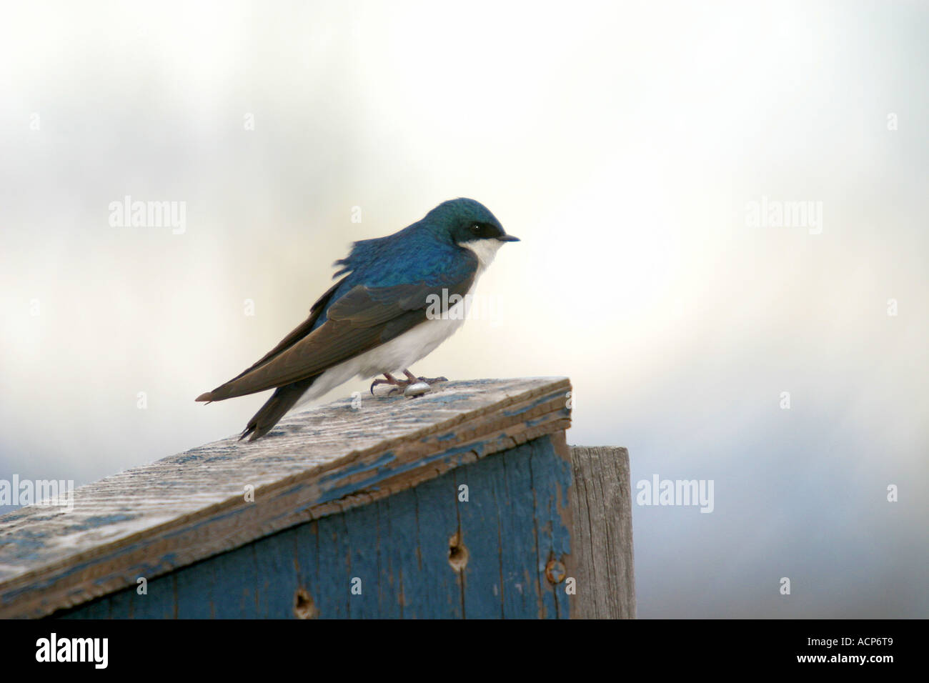 Birds of North America, tree swallow, tachycineta bicolor Stock Photo ...