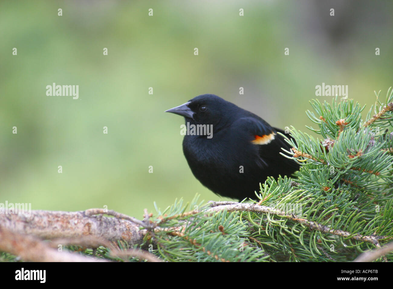 Birds of North America, Red Winged Blackbird, agelaius phoeniceus ...