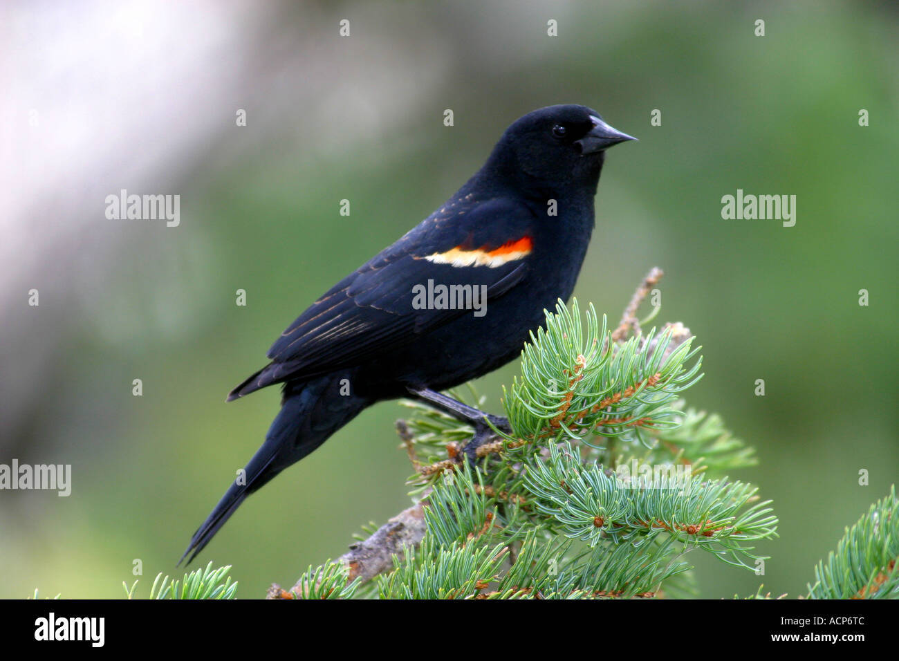 Birds of North America, Red Winged Blackbird, agelaius phoeniceus ...