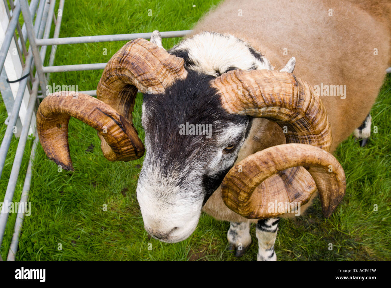 Border Union Show Kelso 2007 curled horns of Cheviot ram few days ...