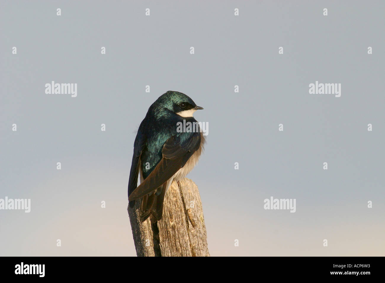 Birds of North America, tree swallow, tachycineta bicolor Stock Photo ...