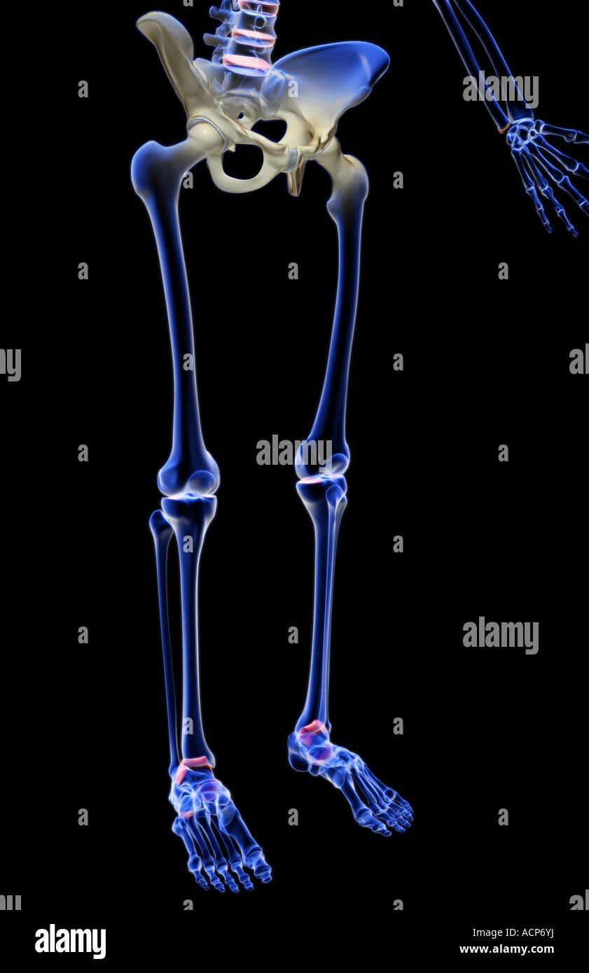 The bones of the lower body Stock Photo - Alamy
