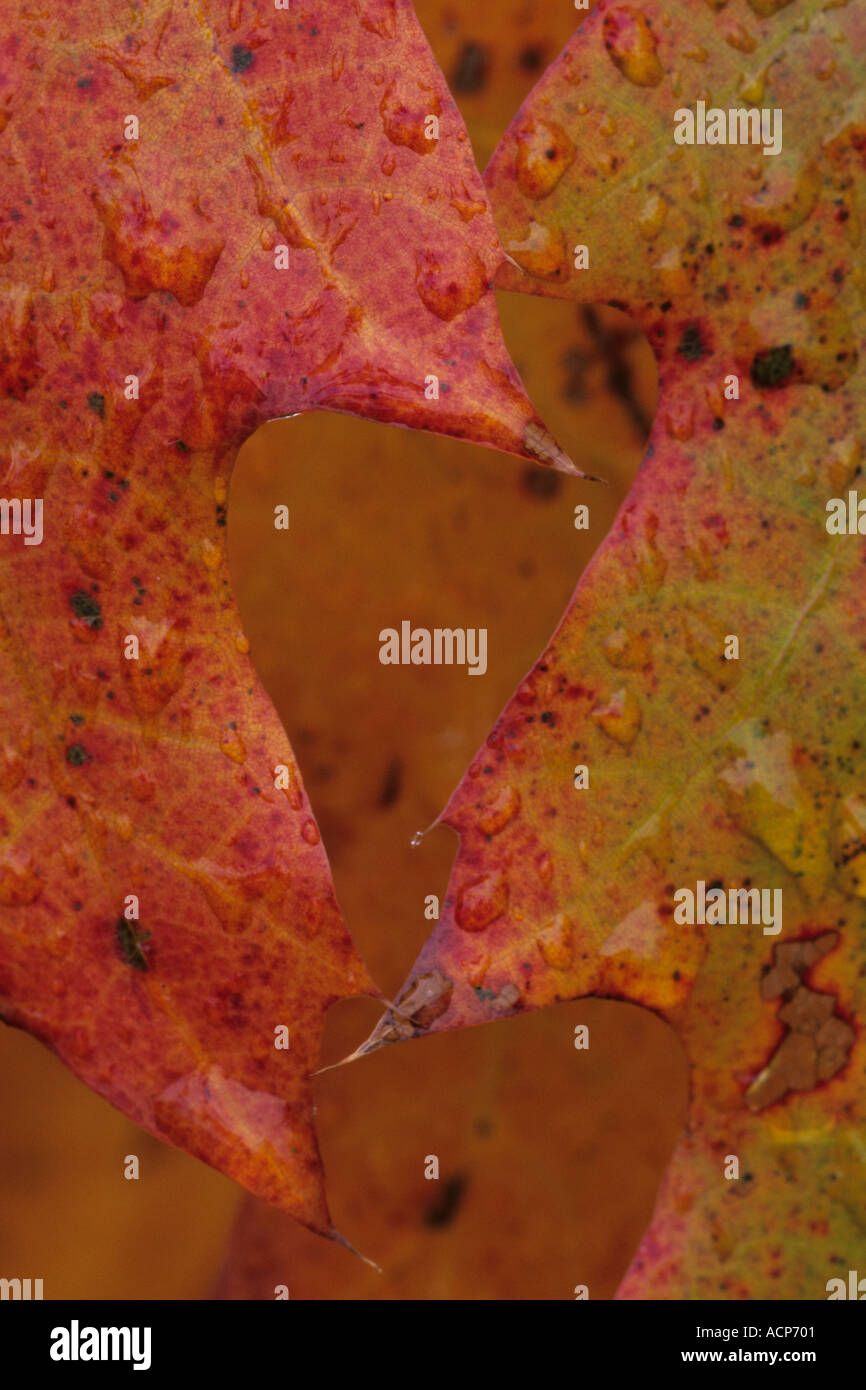 Fall Leaves Closeup Stock Photo - Alamy