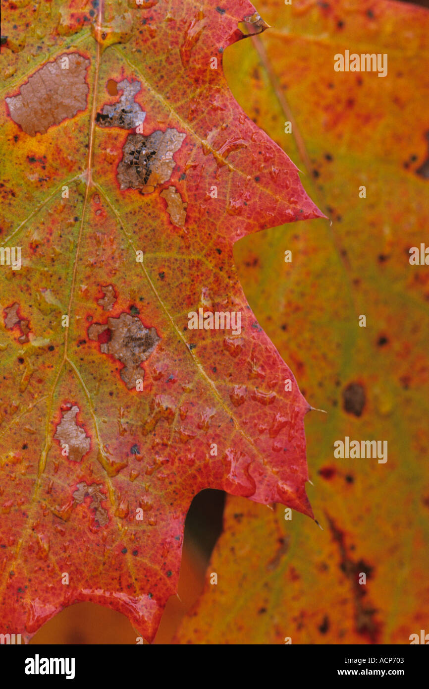 Fall Leaves Closeup Stock Photo - Alamy