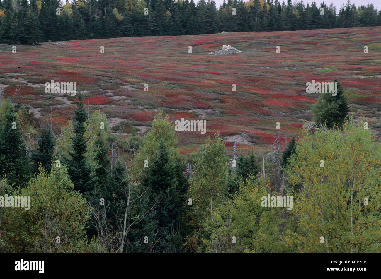 Fall Colors in Blueberry Field Stock Photo - Alamy