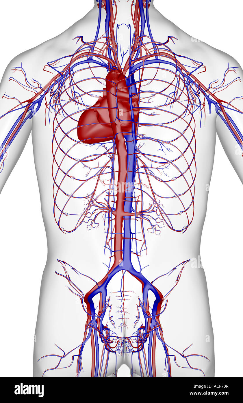 The blood supply of the trunk Stock Photo - Alamy