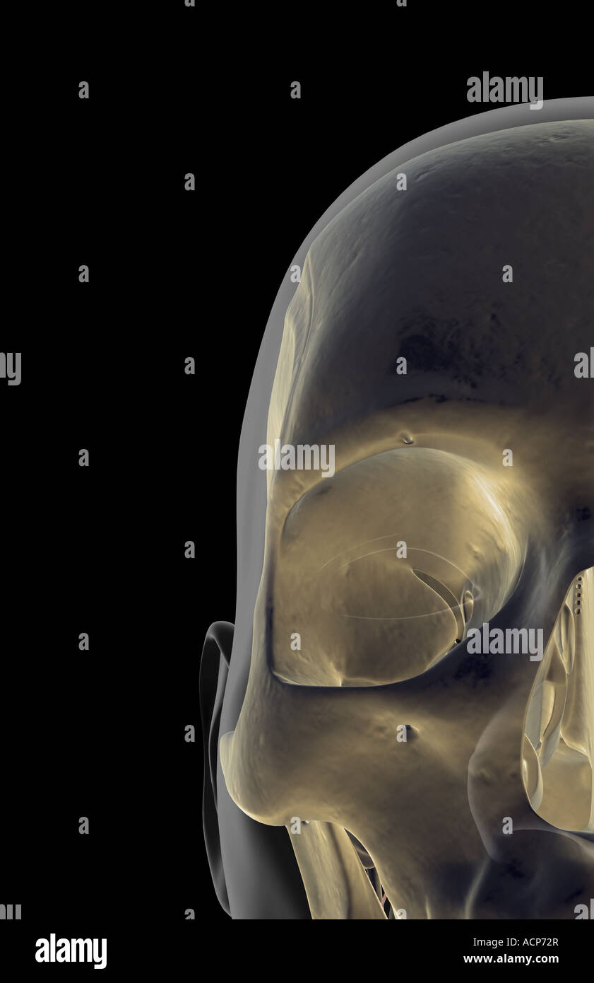 The bones of the face Stock Photo - Alamy