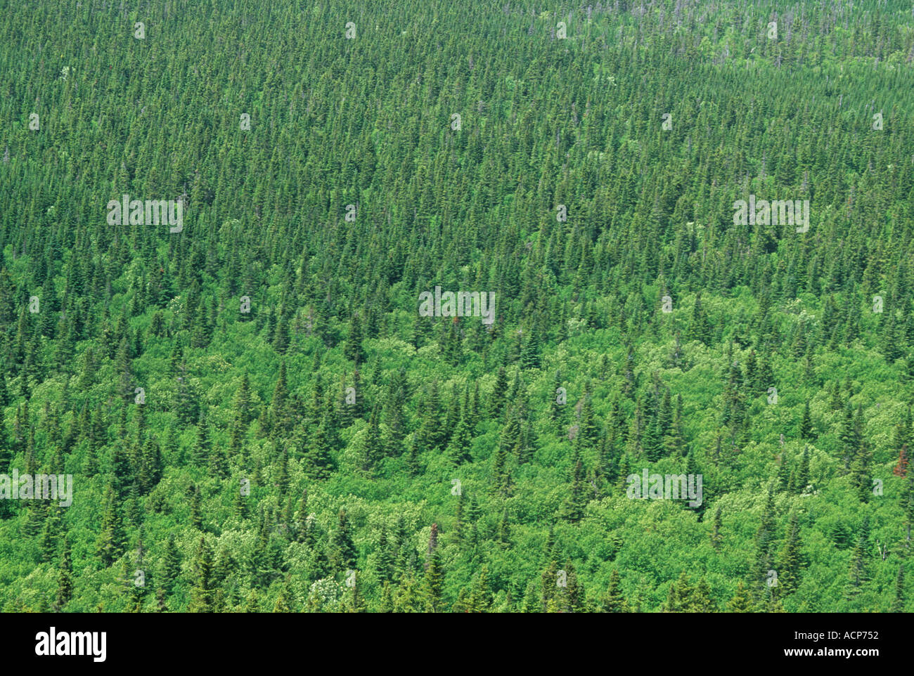 Acadian forest hi-res stock photography and images - Alamy