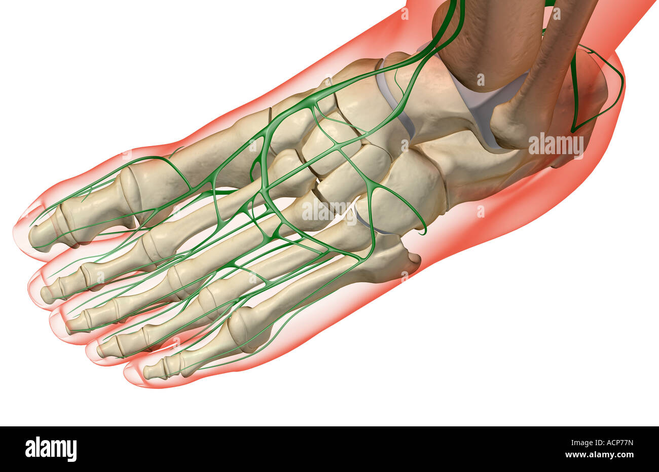 The lymph supply of the foot Stock Photo - Alamy