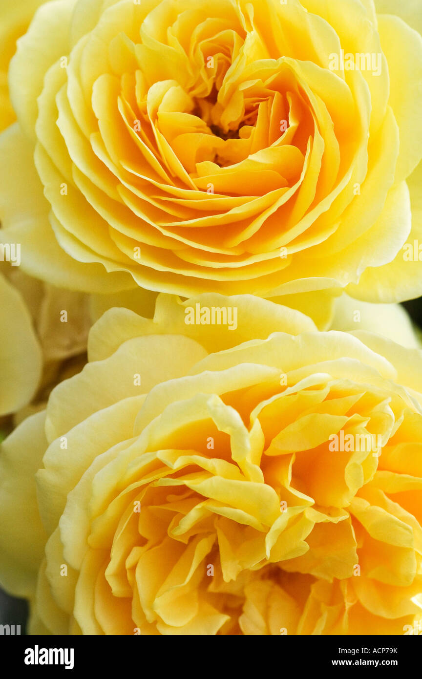 Two yellow roses Stock Photo - Alamy