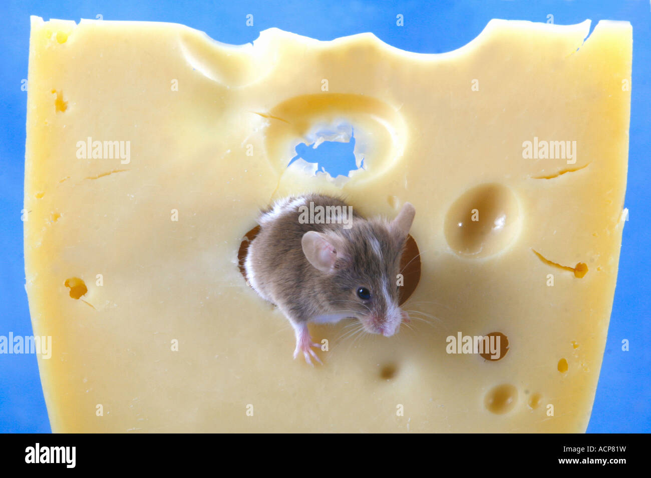 Pet mouse (Mus musculus) in a piece of cheese Stock Photo - Alamy