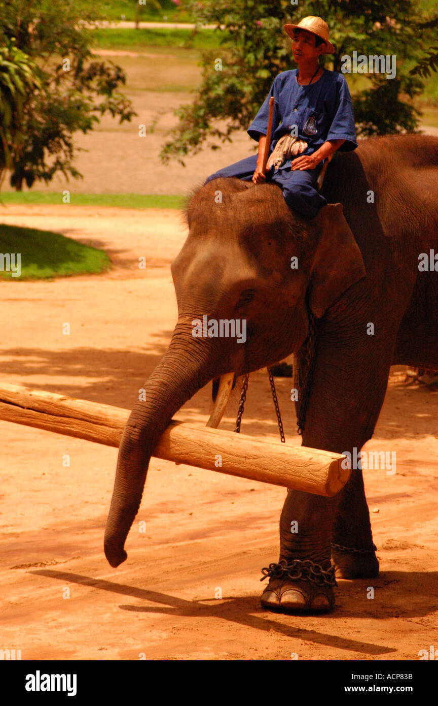 Elephant lifting wood hi-res stock photography and images - Alamy