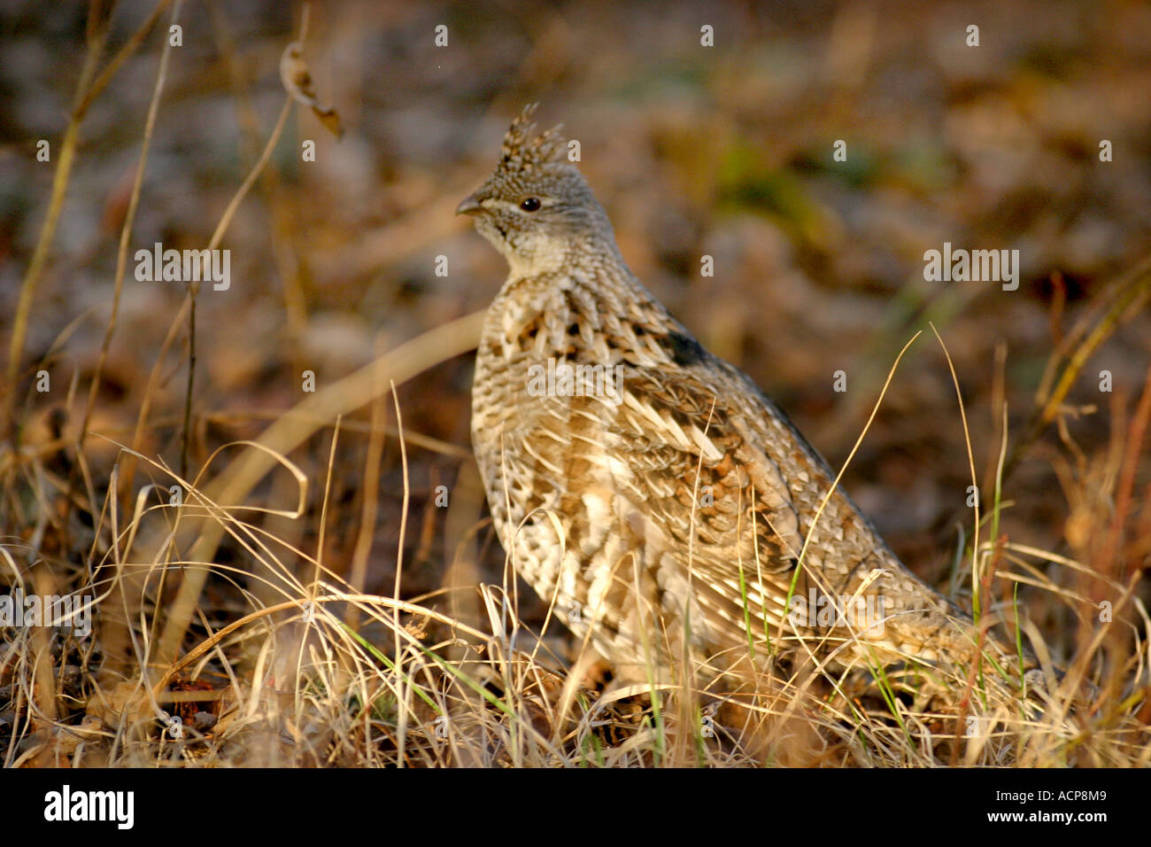 Birds of North America, SPRUCE GROUSE, falcipennis canadensis Stock ...