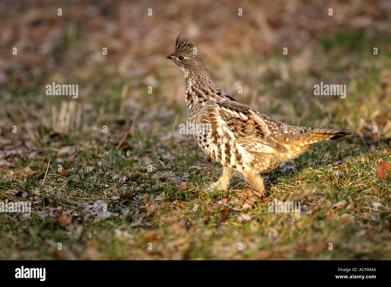 Birds of North America, SPRUCE GROUSE, falcipennis canadensis Stock ...