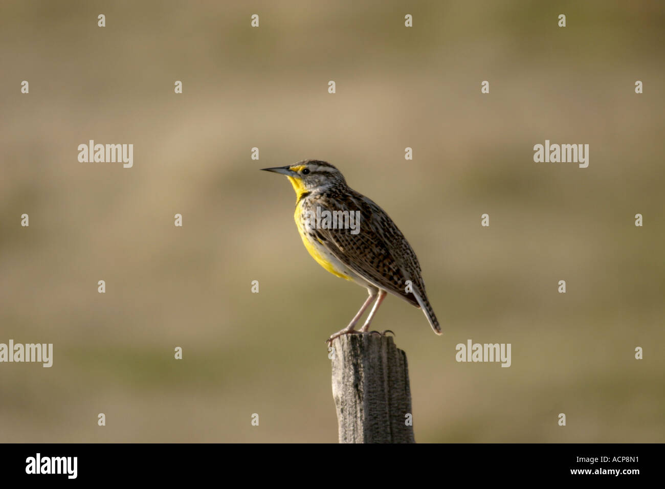 Birds of North America, Western Meadowlark; sturnella neglecta Stock ...