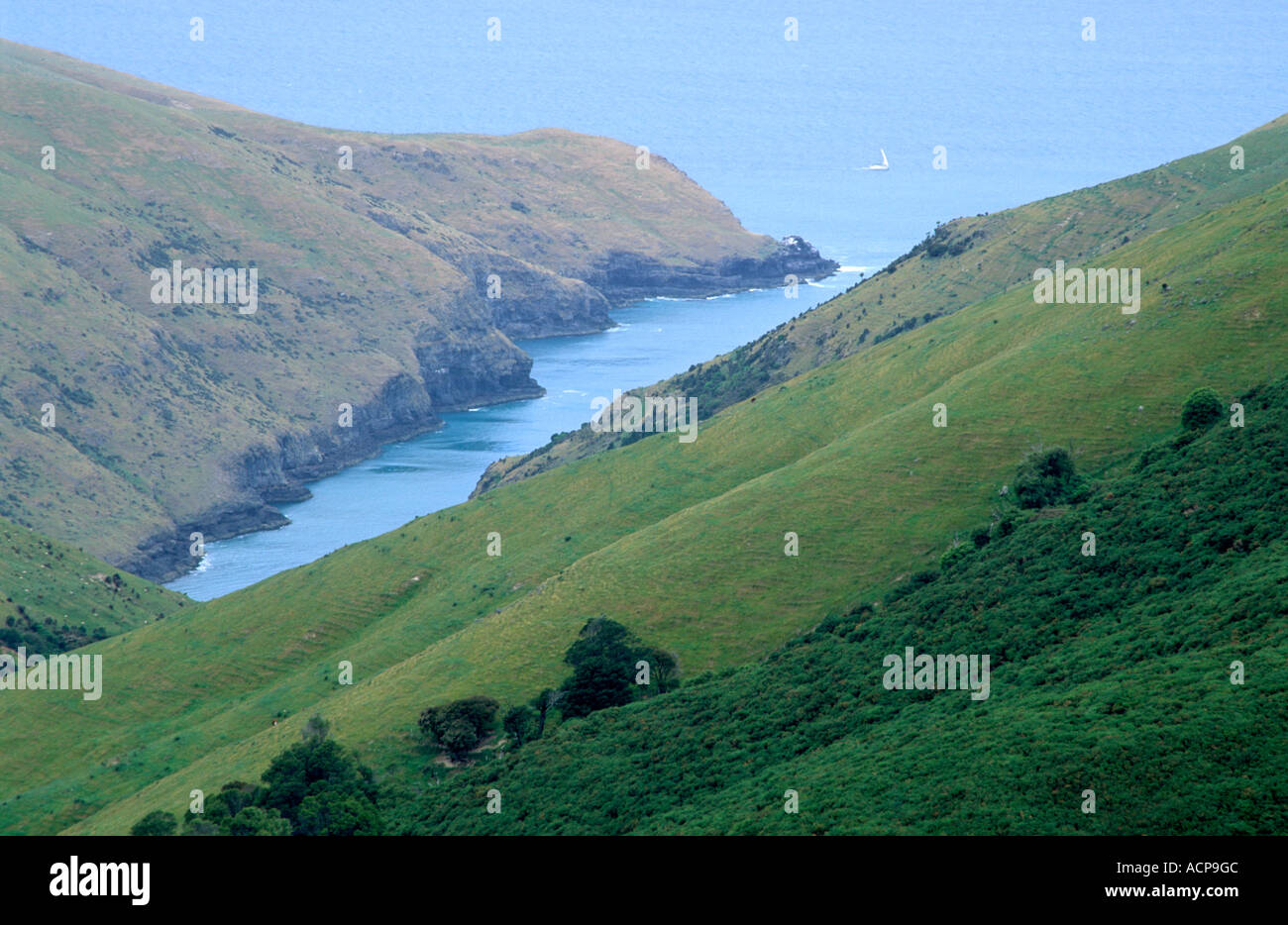 Flea bay south island new zealand hi-res stock photography and images ...