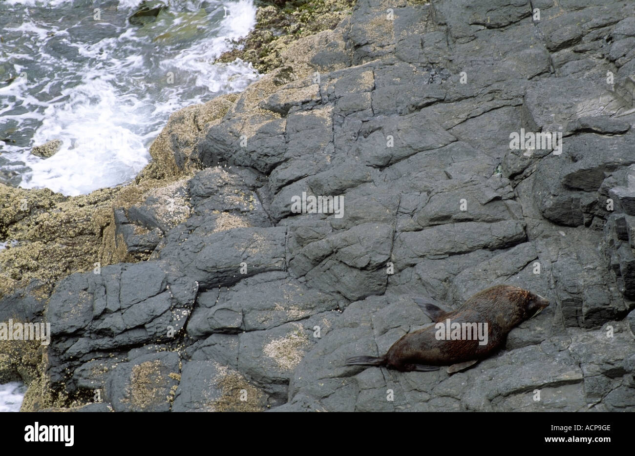 Flea bay banks peninsula new zealand hi-res stock photography and ...