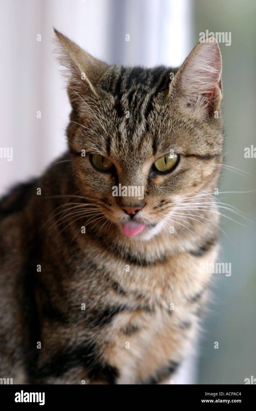 Cat pulling tongue at the camera Stock Photo - Alamy
