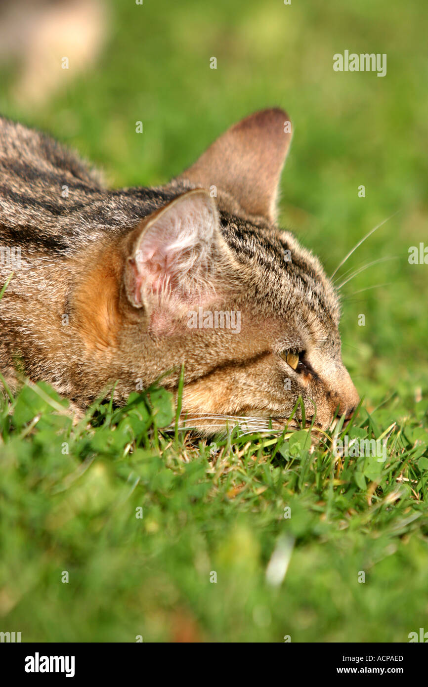 Cat in alert Stock Photo - Alamy