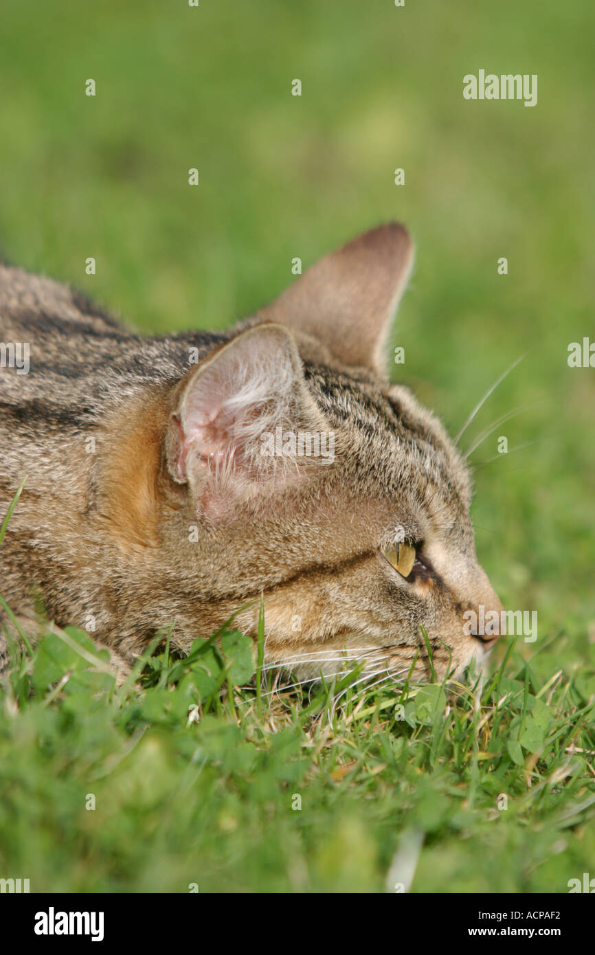 Cat in alert Stock Photo - Alamy
