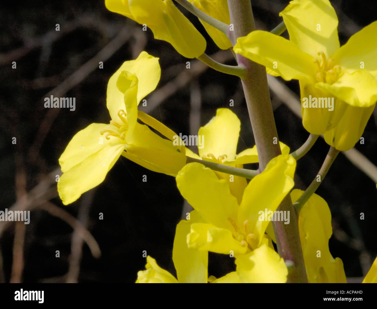 Wild Cabbage, brassica oleracea Stock Photo - Alamy