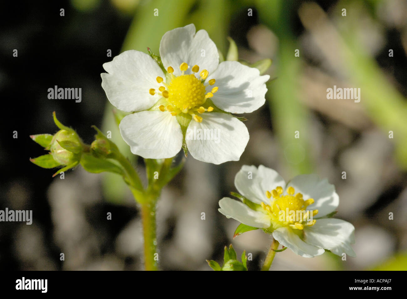 Strawberry fragaria rosaceae flower hi-res stock photography and images ...