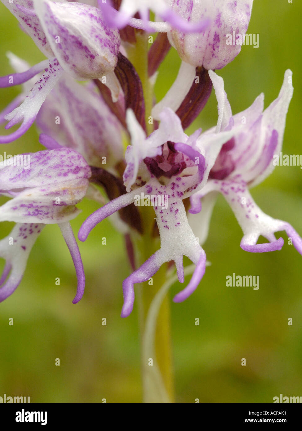 Monkey Orchid, orchis simia Stock Photo - Alamy