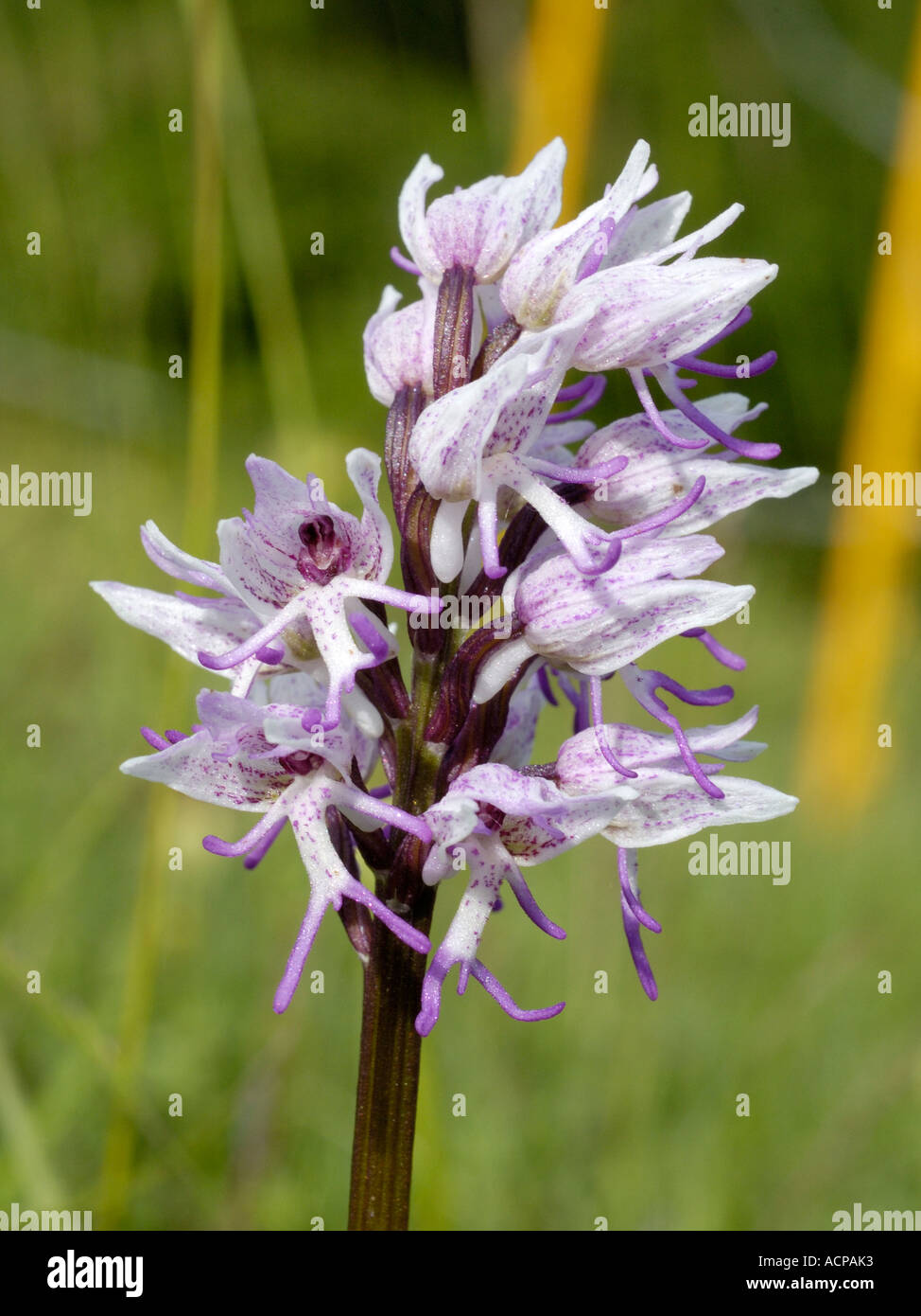 Monkey Orchid, orchis simia Stock Photo - Alamy