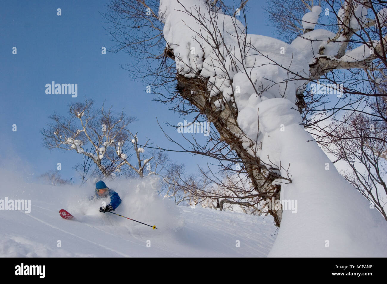 Male skier in deep powder hokkaido hi-res stock photography and images ...