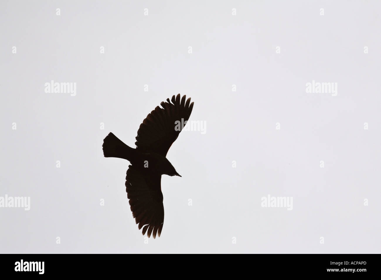 American crow in flight hi-res stock photography and images - Alamy