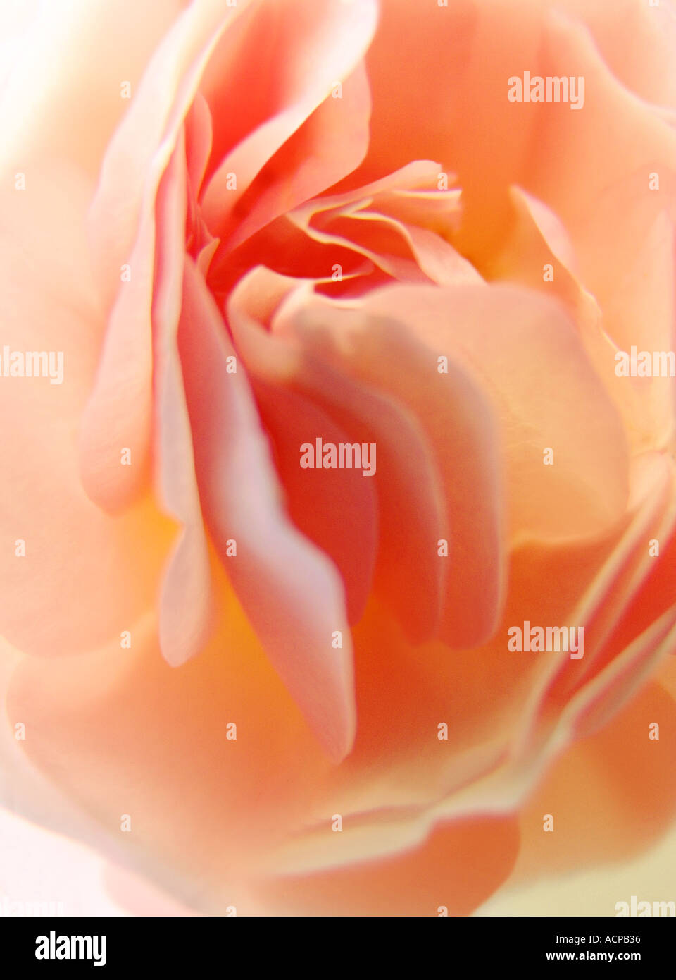 Translucent rose hi-res stock photography and images - Alamy