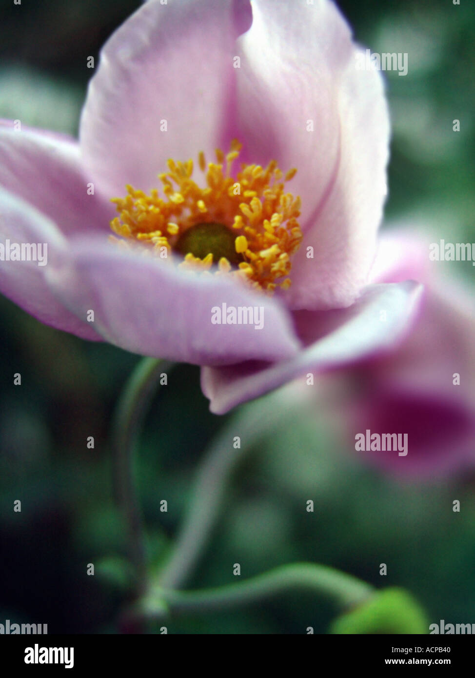 Windanemone hi-res stock photography and images - Alamy