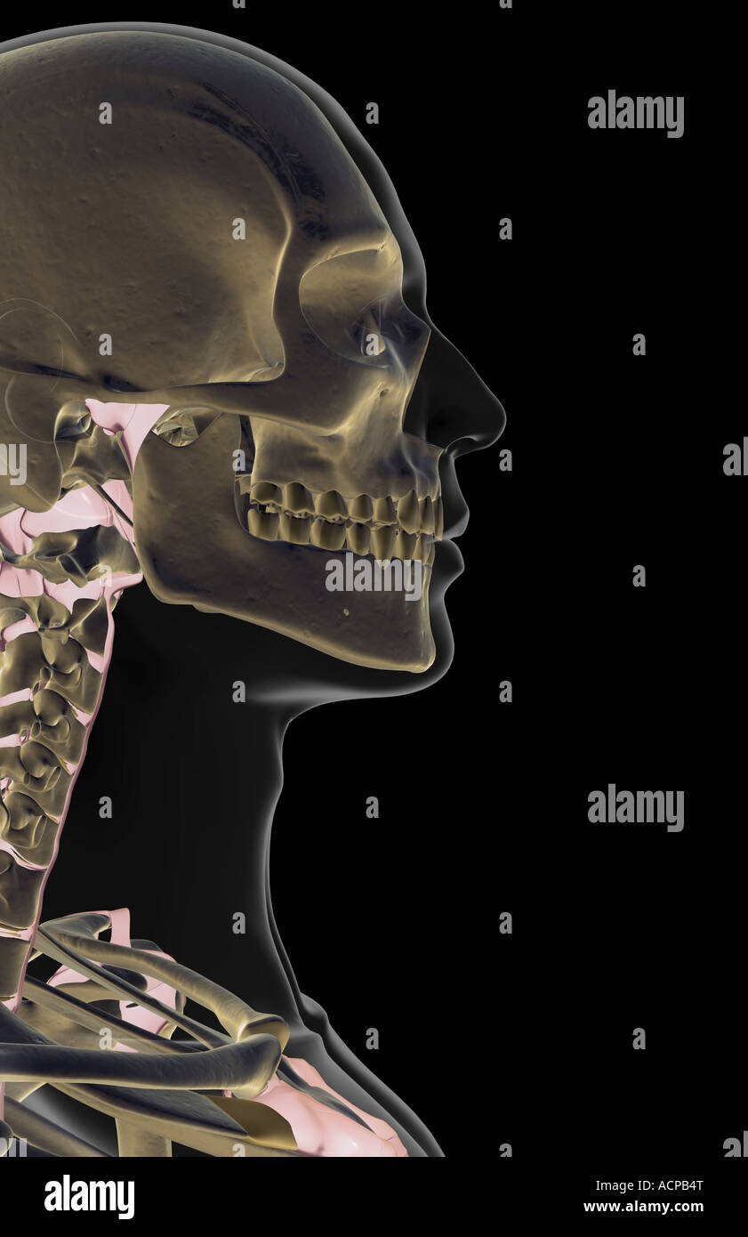 The ligaments of the head and face Stock Photo - Alamy