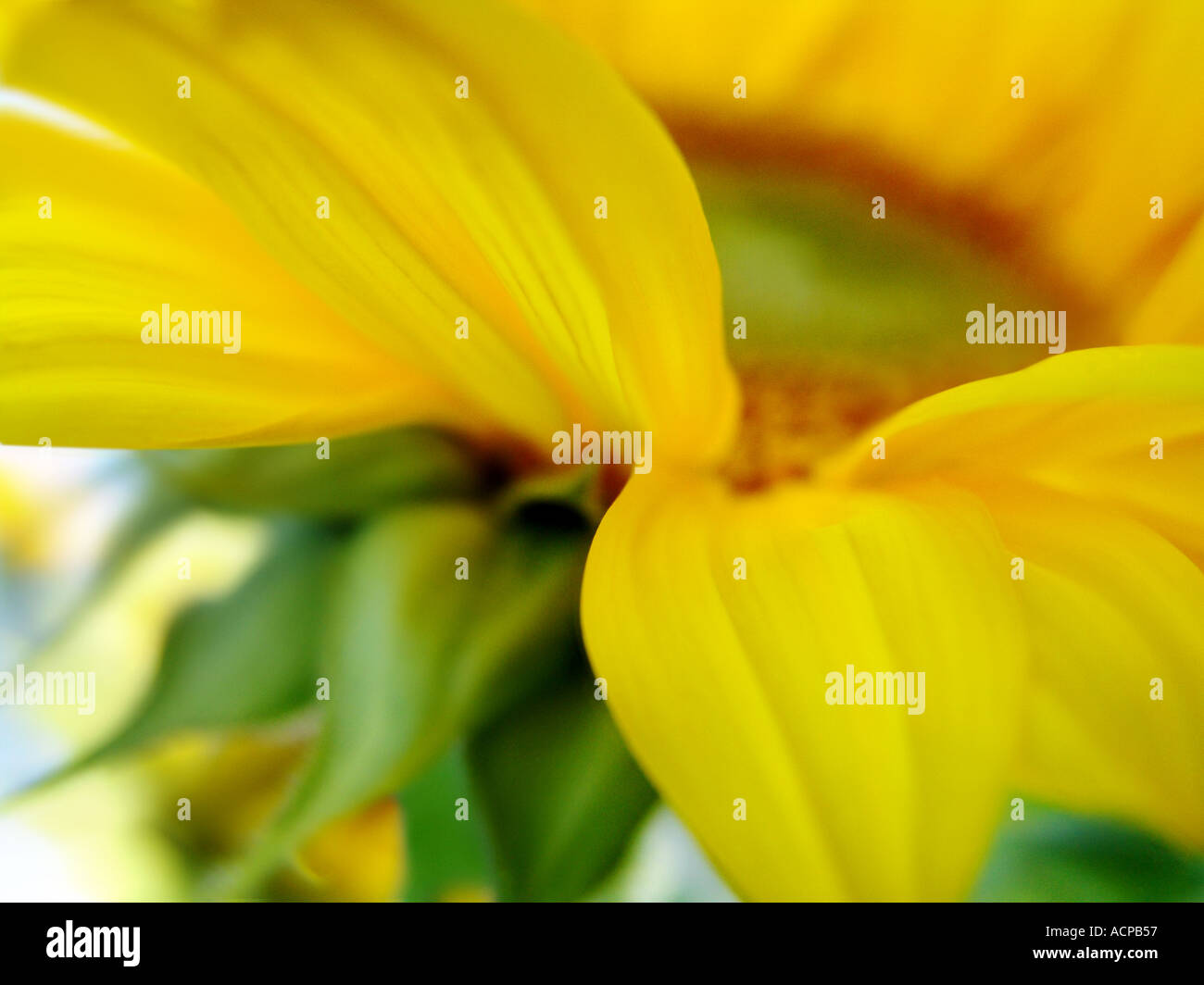 Sunflower close up detail Stock Photo - Alamy