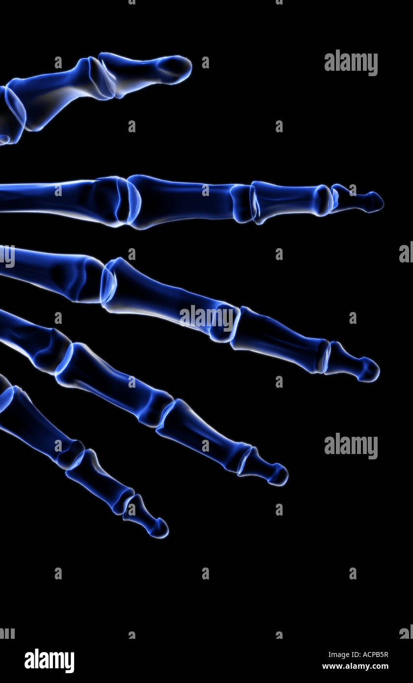 The bones of the fingers Stock Photo - Alamy