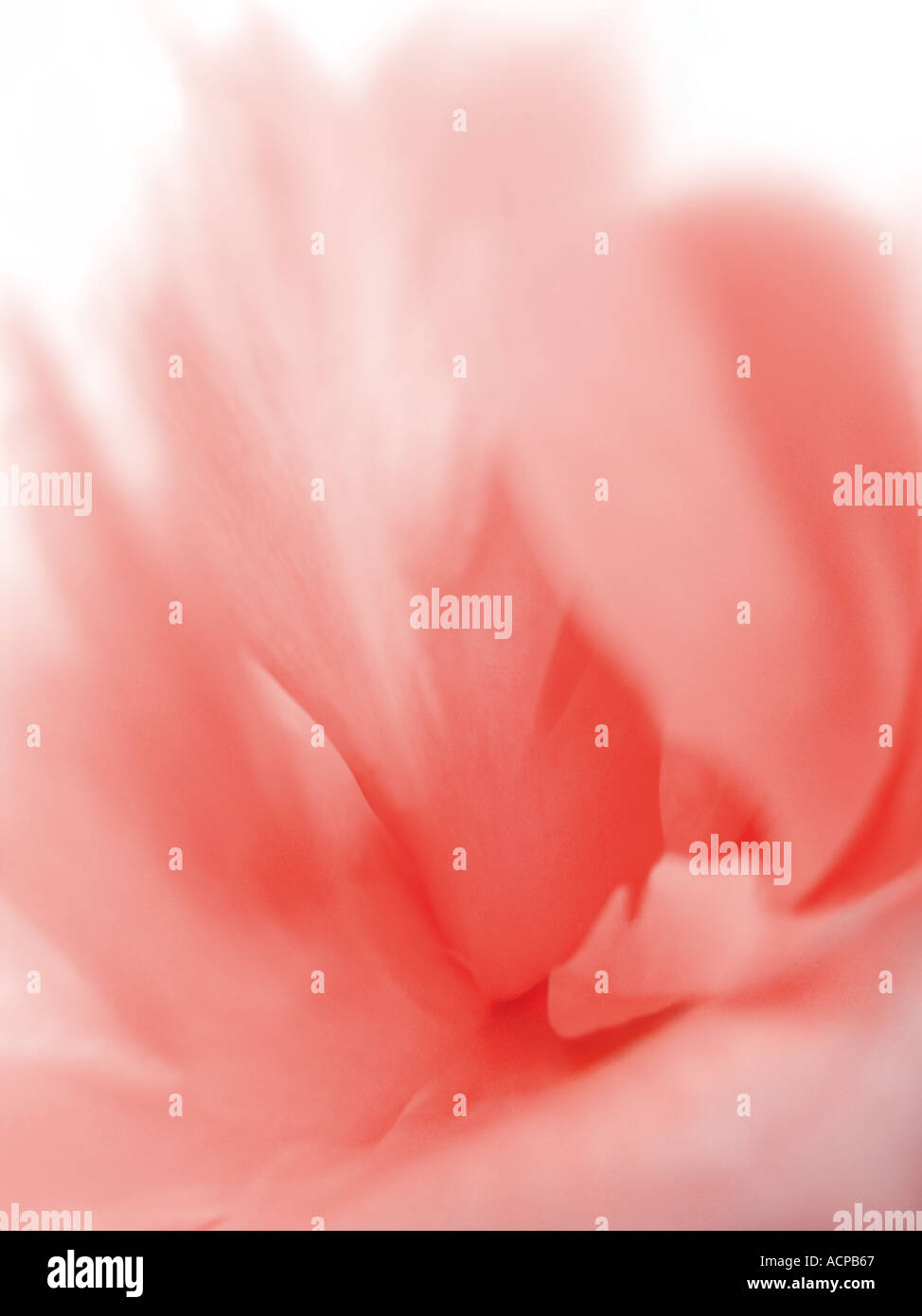 Translucent rose hi-res stock photography and images - Alamy