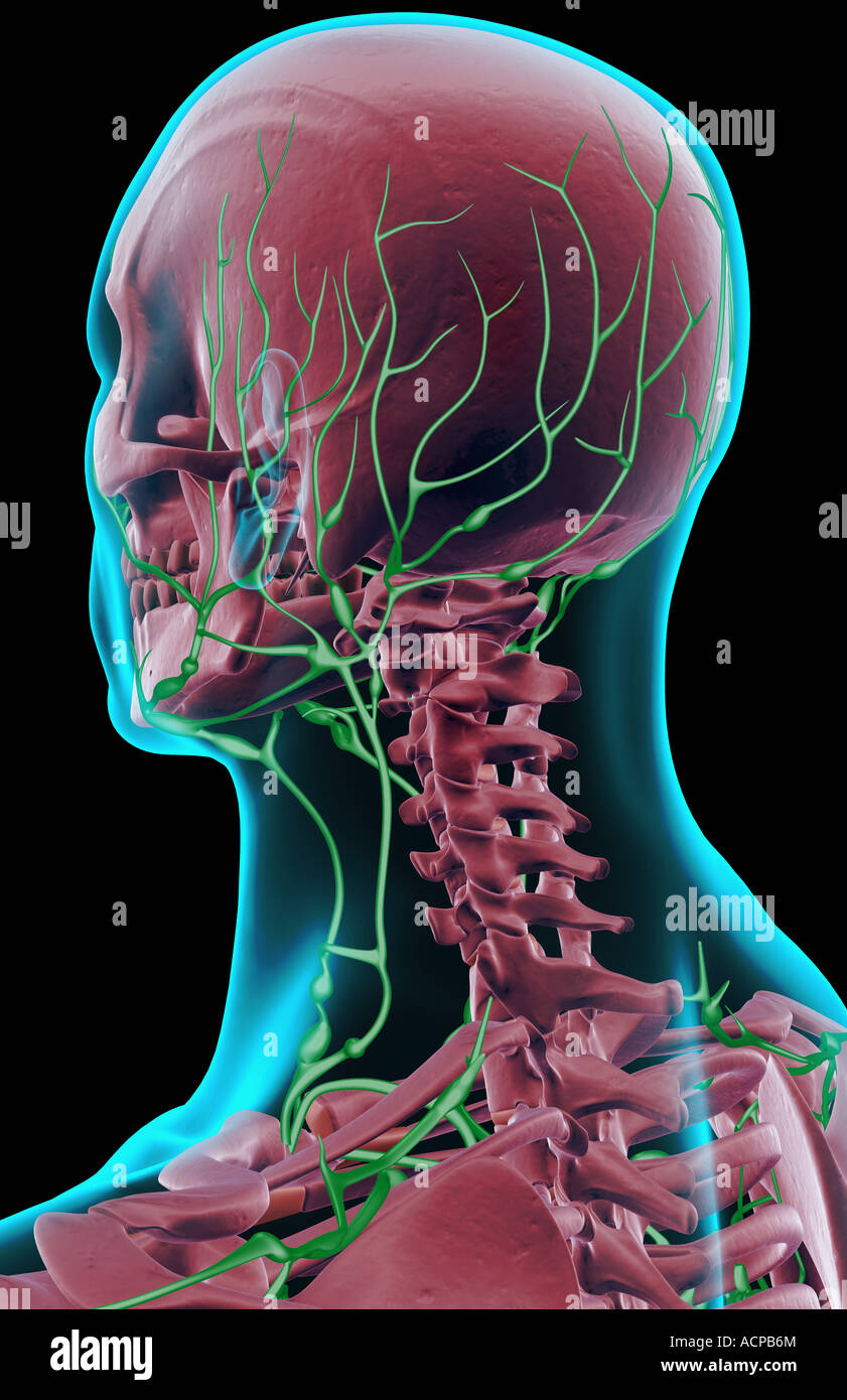 Lymph nodes head neck hi-res stock photography and images - Alamy