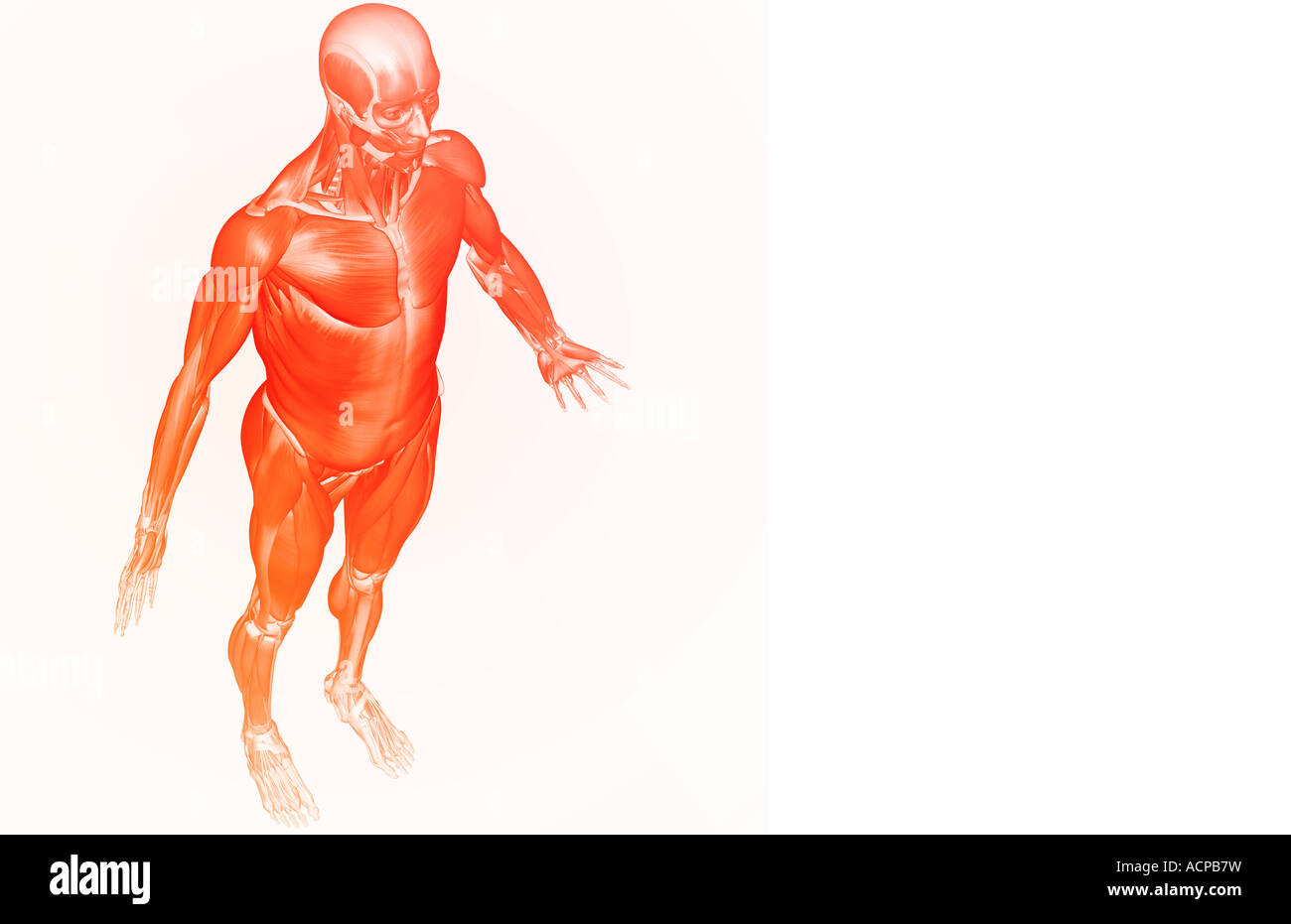The muscular system Stock Photo - Alamy