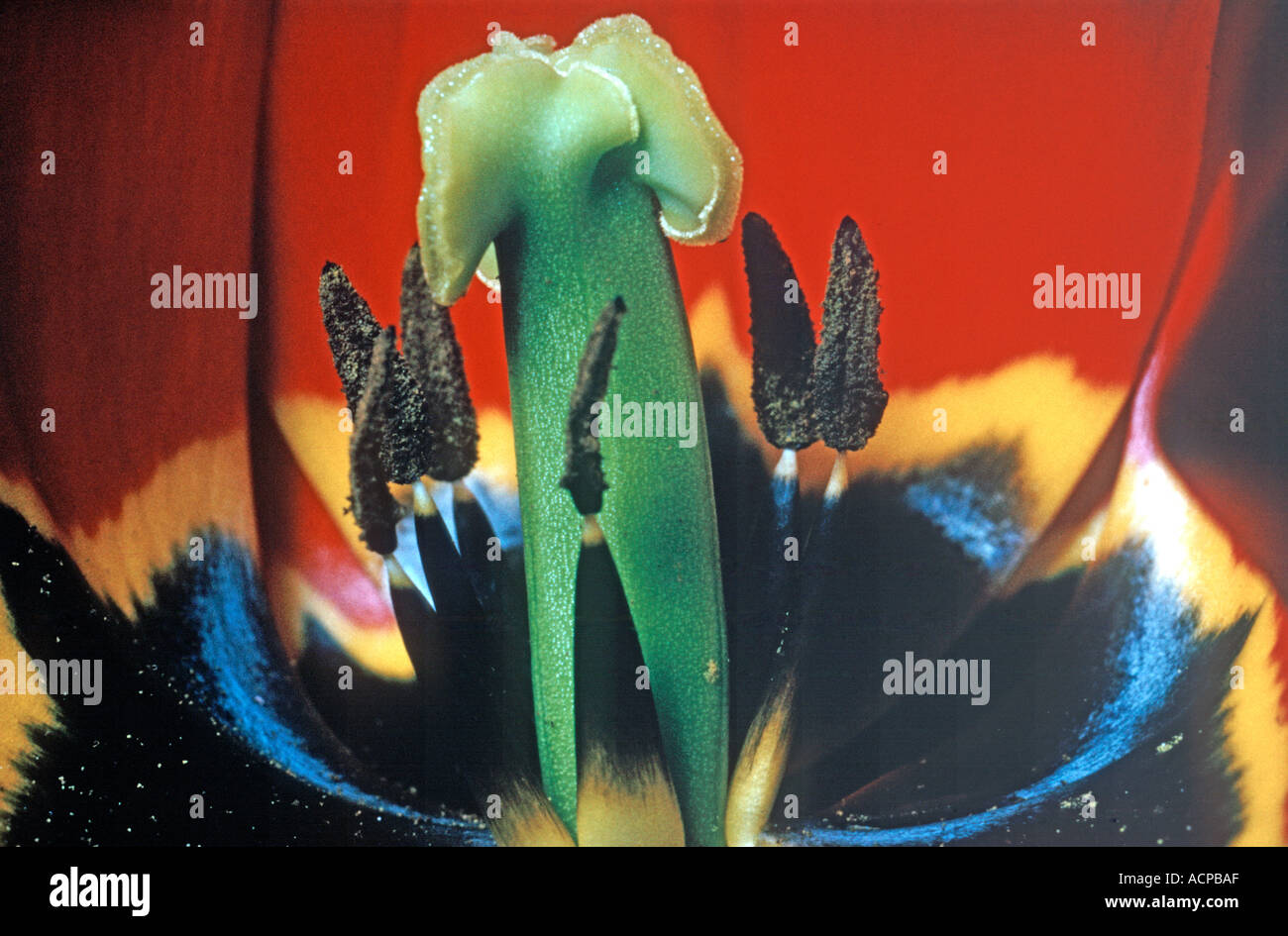 Tulip Interior In Kent In England Stock Photo - Alamy