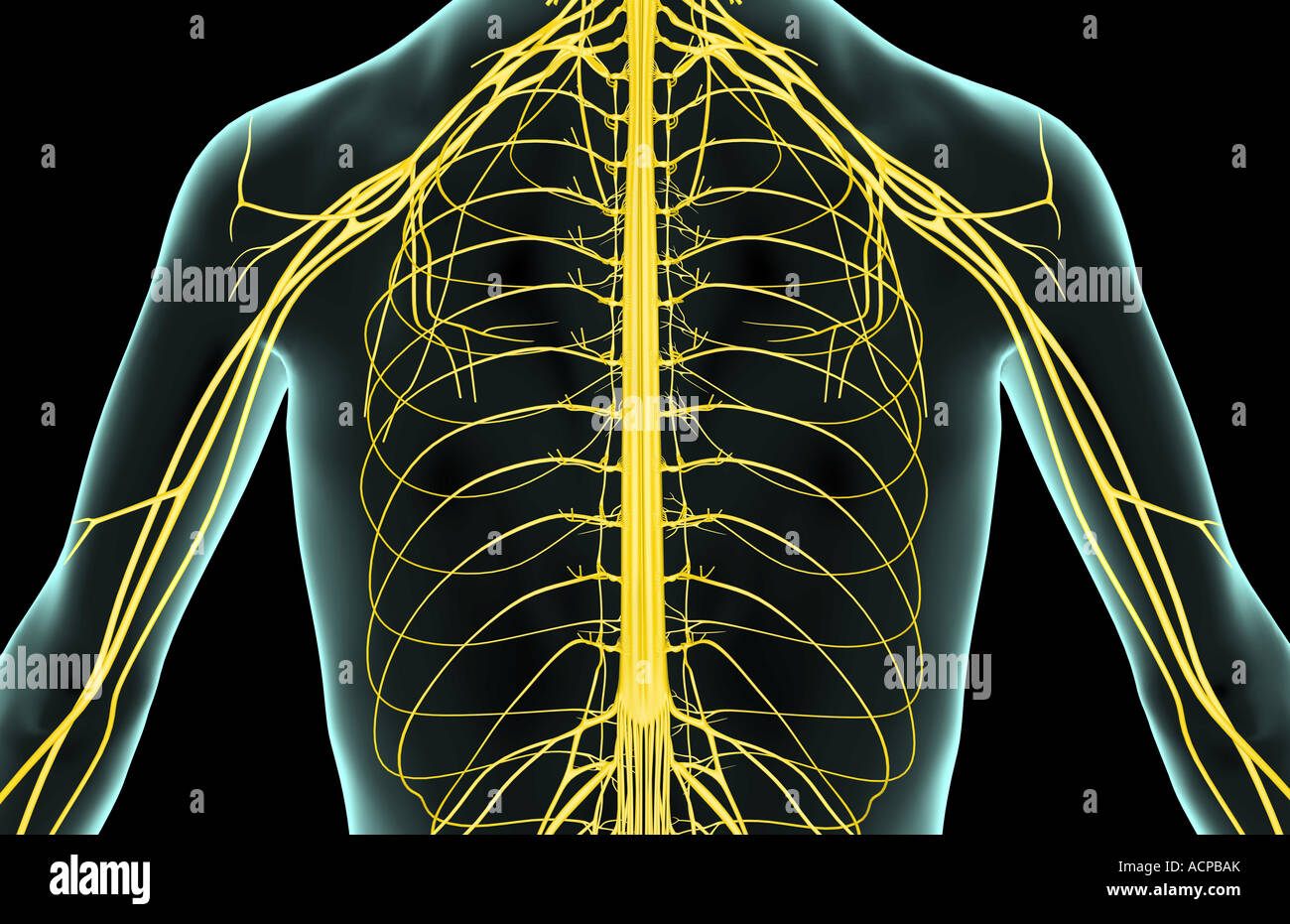 Thoracic Spinal Nerves High Resolution Stock Photography and Images - Alamy
