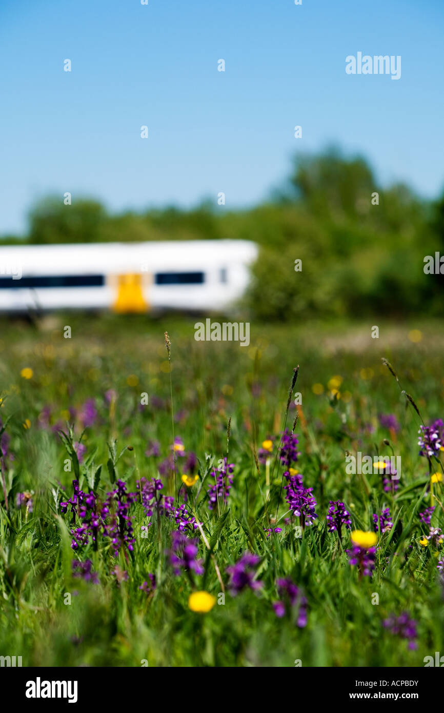 Train passing through meadow of orchids, Kent Stock Photo - Alamy
