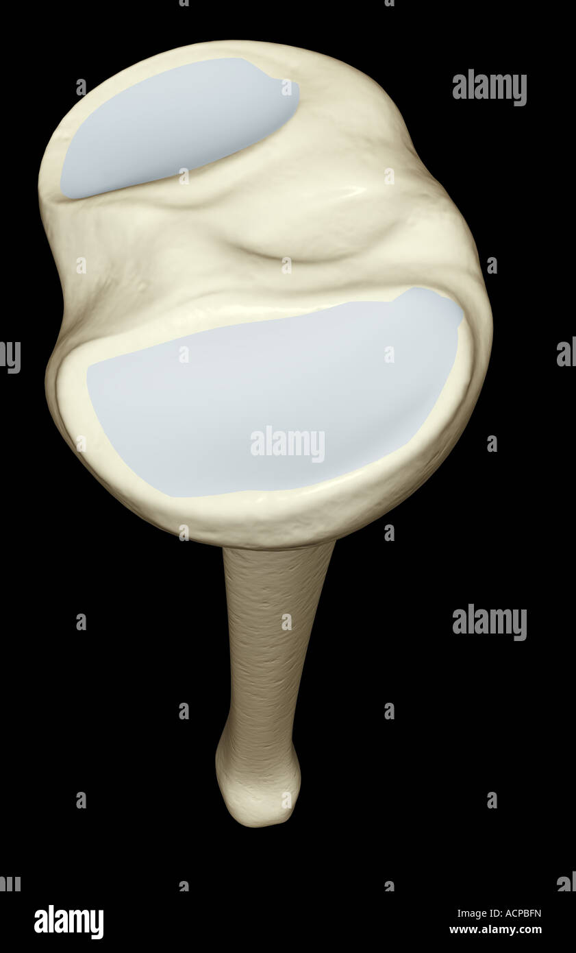 Medial tibial condyle hi-res stock photography and images - Alamy