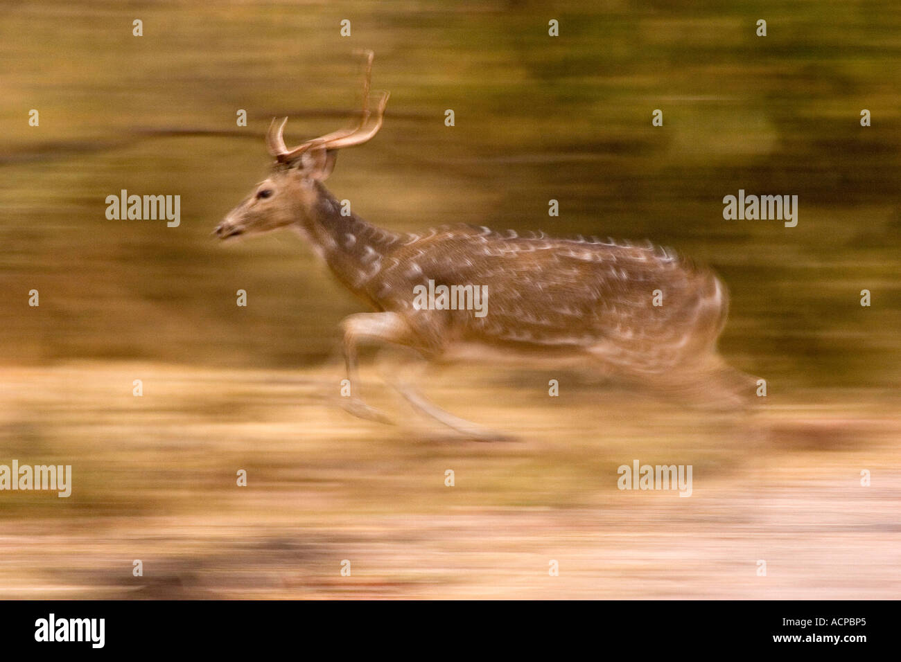 Chital running hi-res stock photography and images - Alamy
