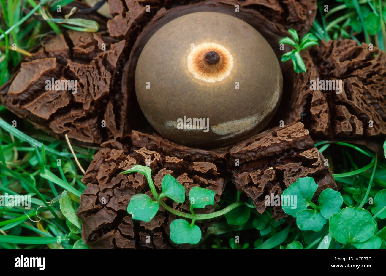 Collard plants hi-res stock photography and images - Alamy